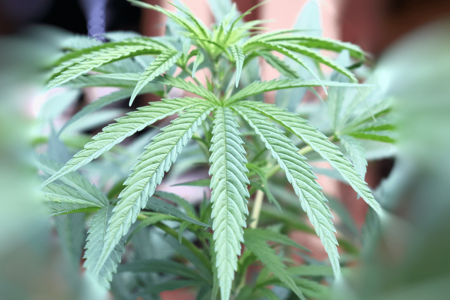 The Ultimate Guide to Growing a Bonsai Marijuana Plant | Leafy DOC