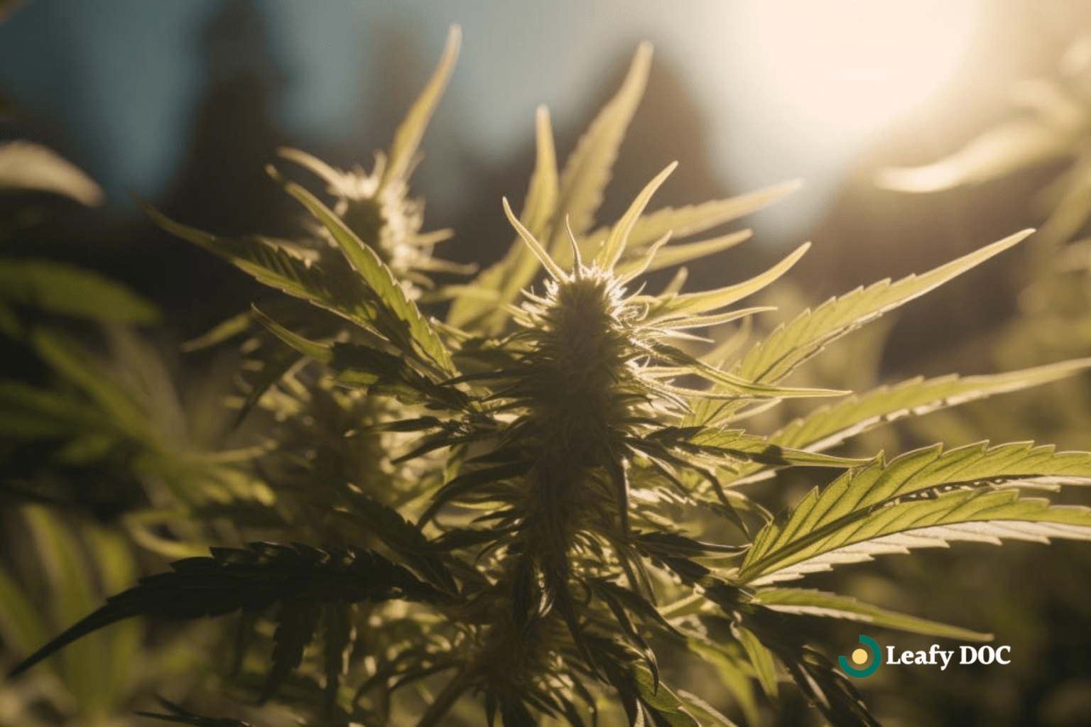 Cannabis Events - Free Webinars | Leafy DOC