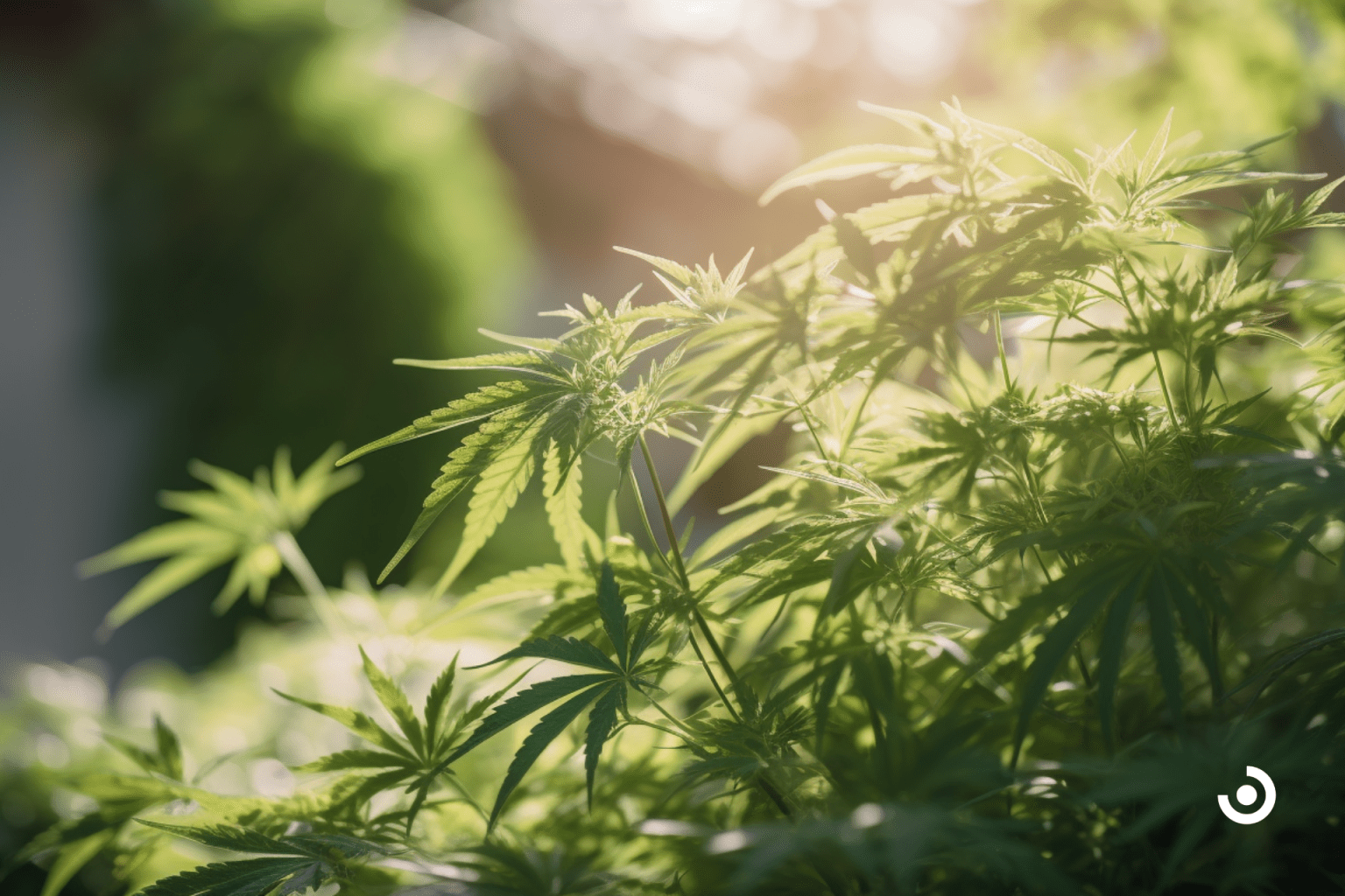 The Ultimate Guide to Growing a Bonsai Marijuana Plant | Leafy DOC