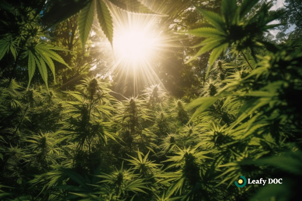 Colorado Marijuana Med Badge: Qualifications and Benefits