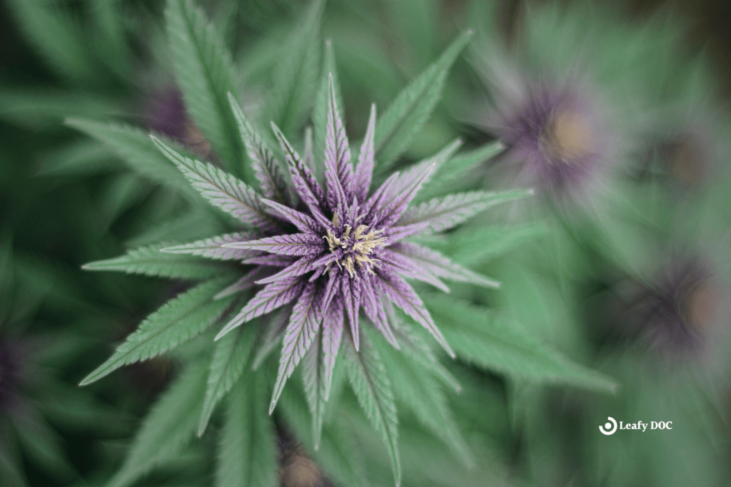 A Comprehensive Guide to Cannabis Measurements | Leafy DOC